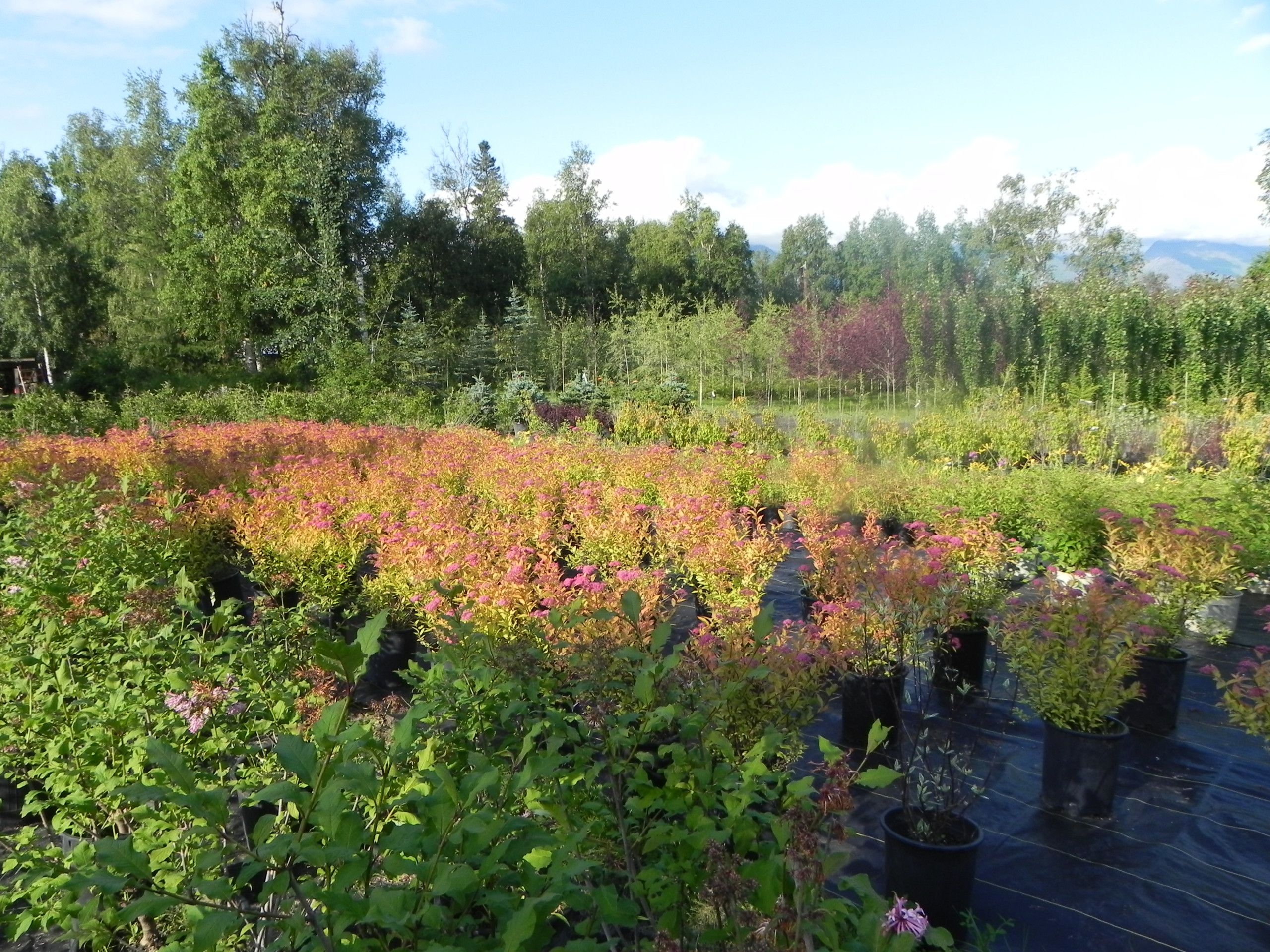 More Information | Seed-N-Tree Farms