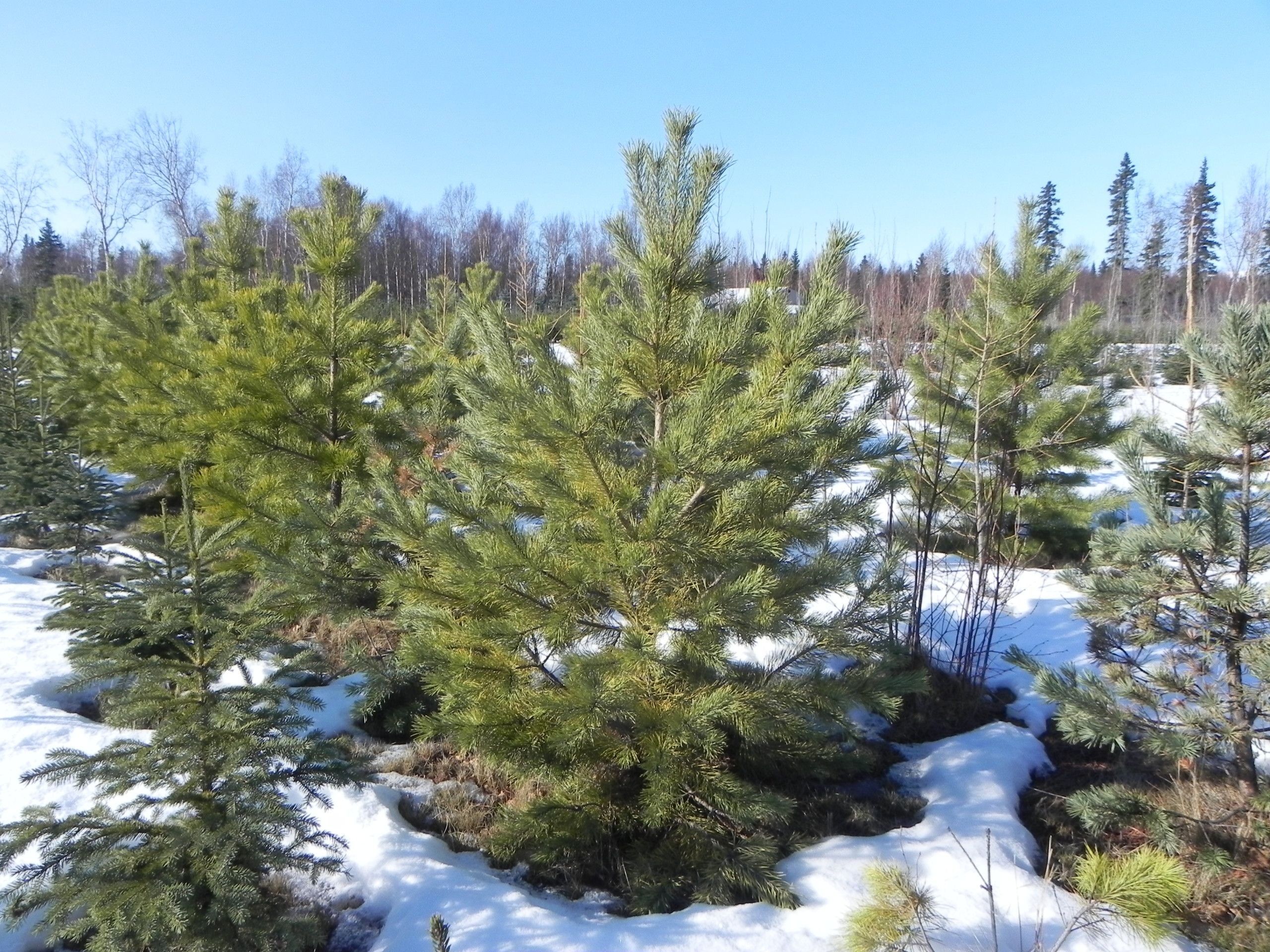 More Information | Seed-N-Tree Farms