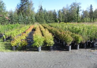 More Information | Seed-N-Tree Farms