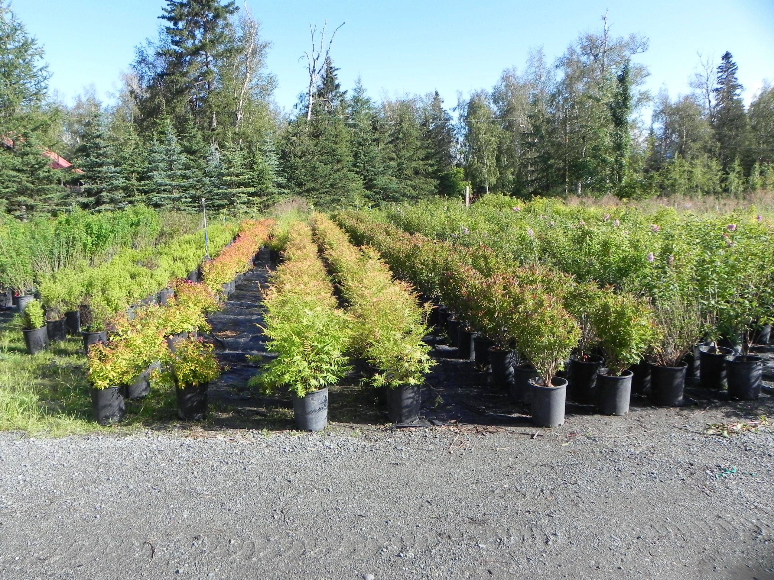 More Information | Seed-N-Tree Farms