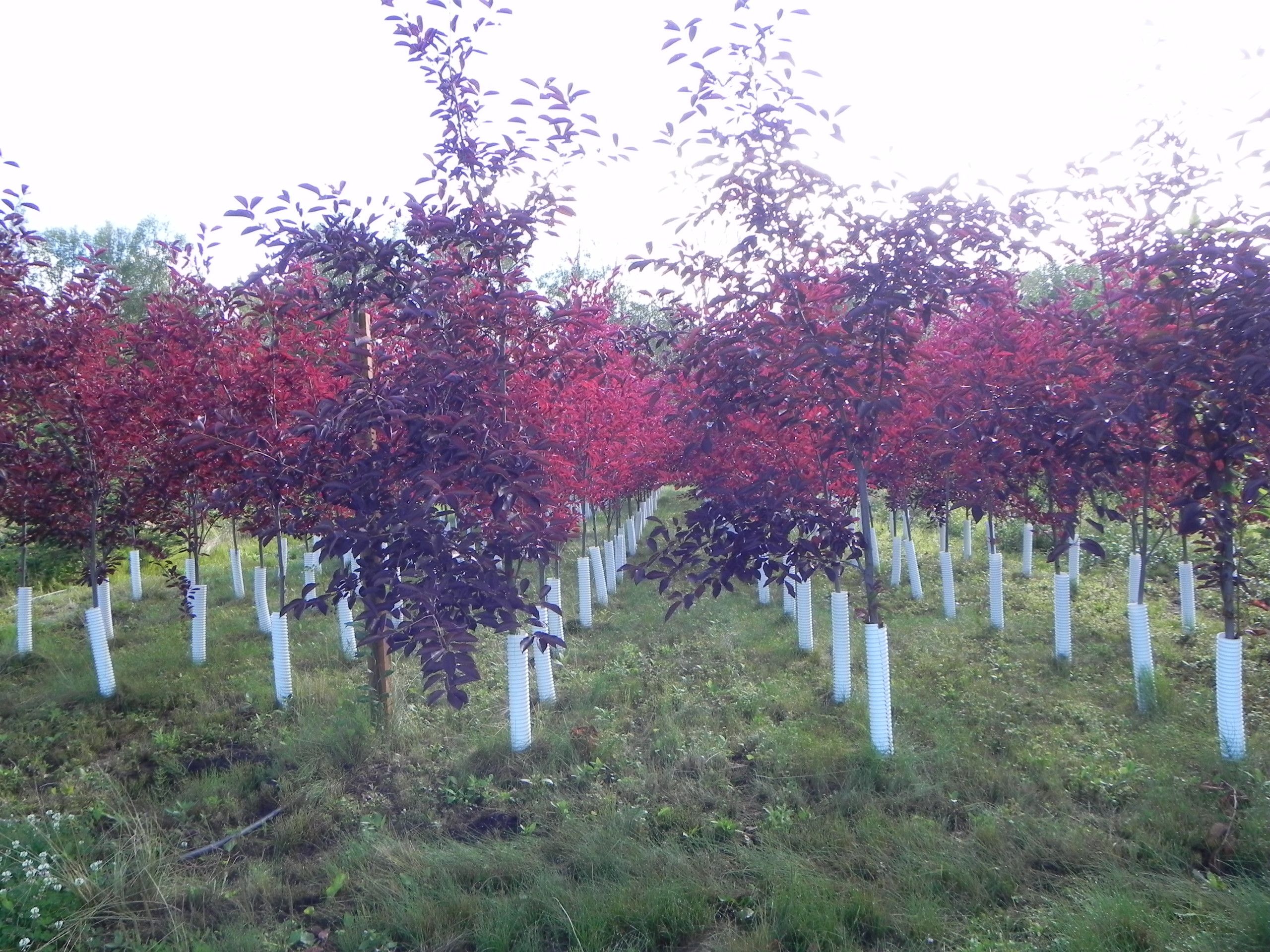 More Information | Seed-N-Tree Farms