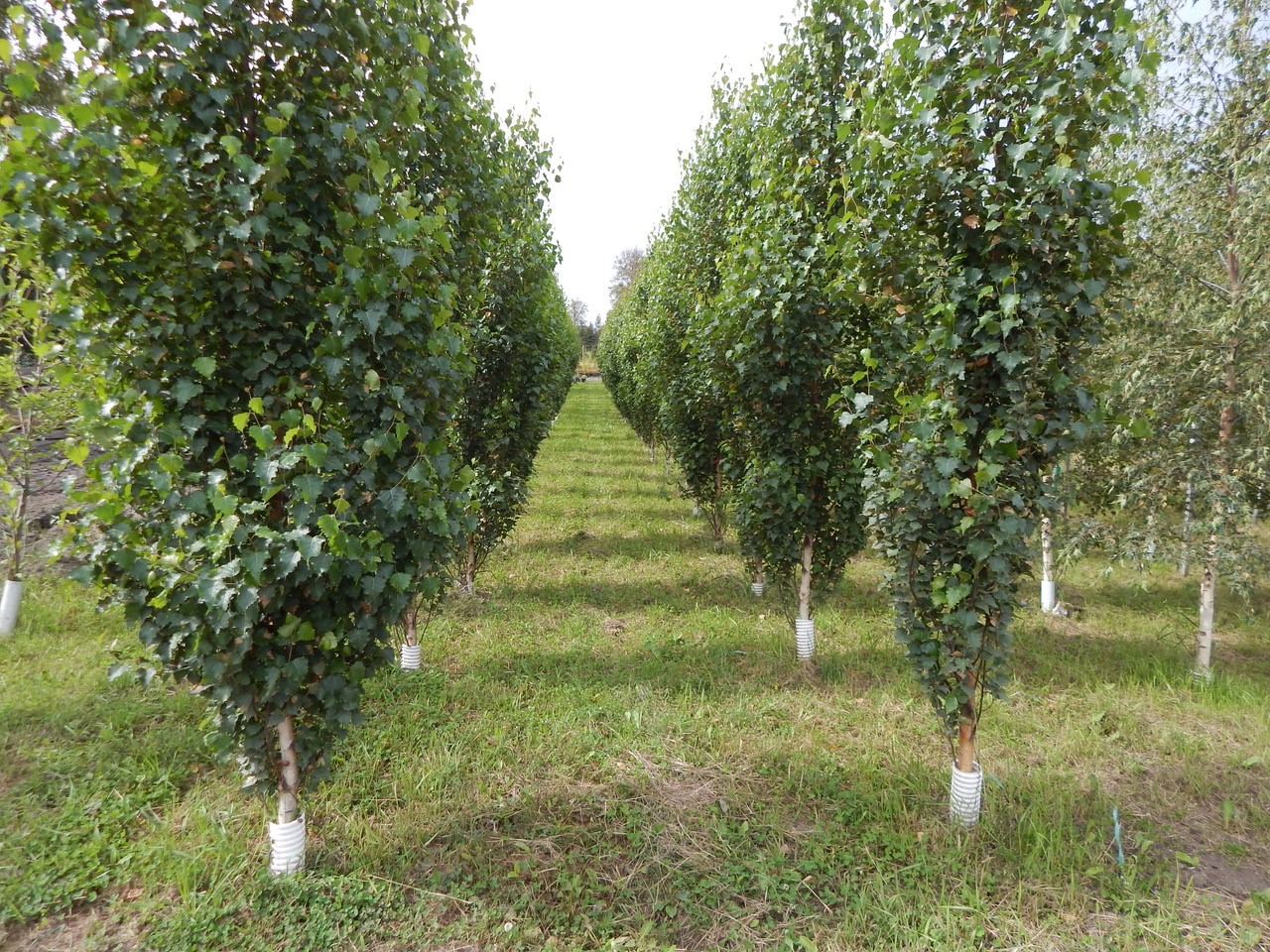 More Information | Seed-N-Tree Farms